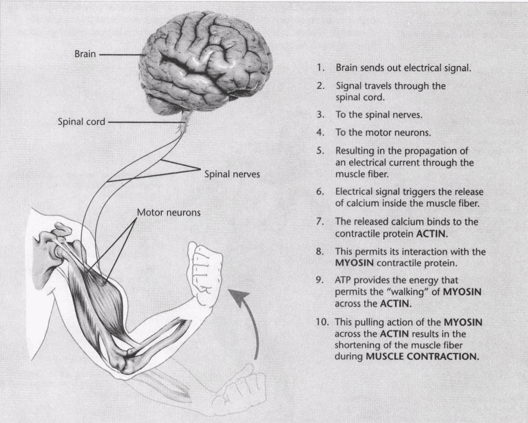 ISSA Unit 3 - Musculoskeletal anatomy and physiology