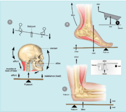NCCPT CPT Review: Personal Trainer Cert Breakdown